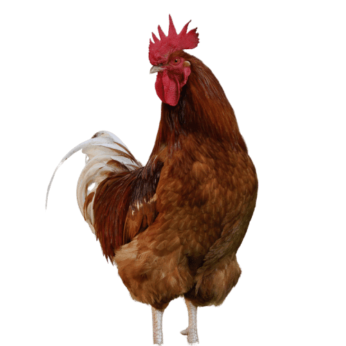 Luxe Chickens Luxe Chickens