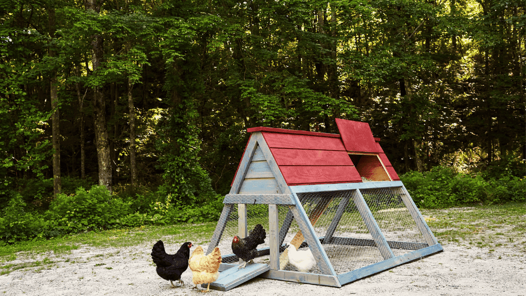 Building the Perfect Backyard Chicken Pen Guide