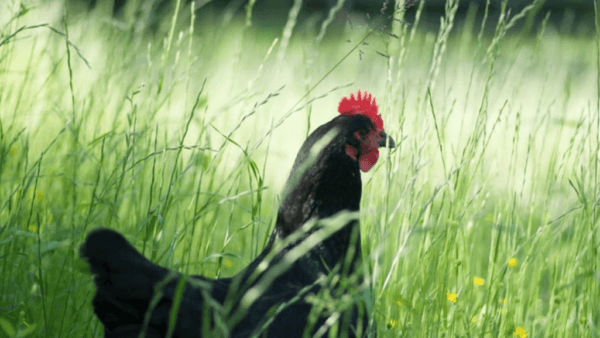 What Type of Animal is Chicken? Bird Classification