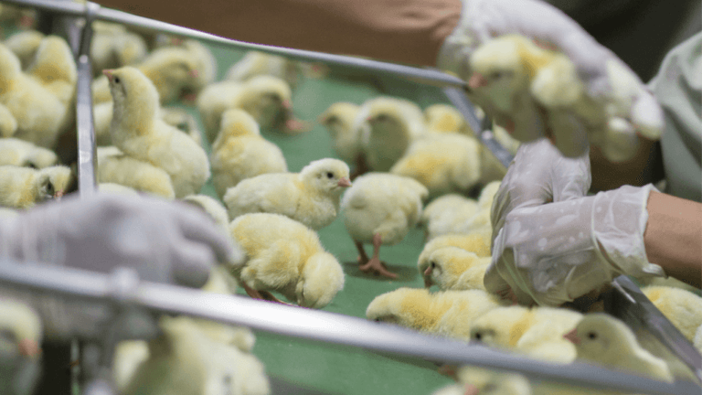 Wisconsin Wi Chicken Hatchery | Quality Poultry Chicks