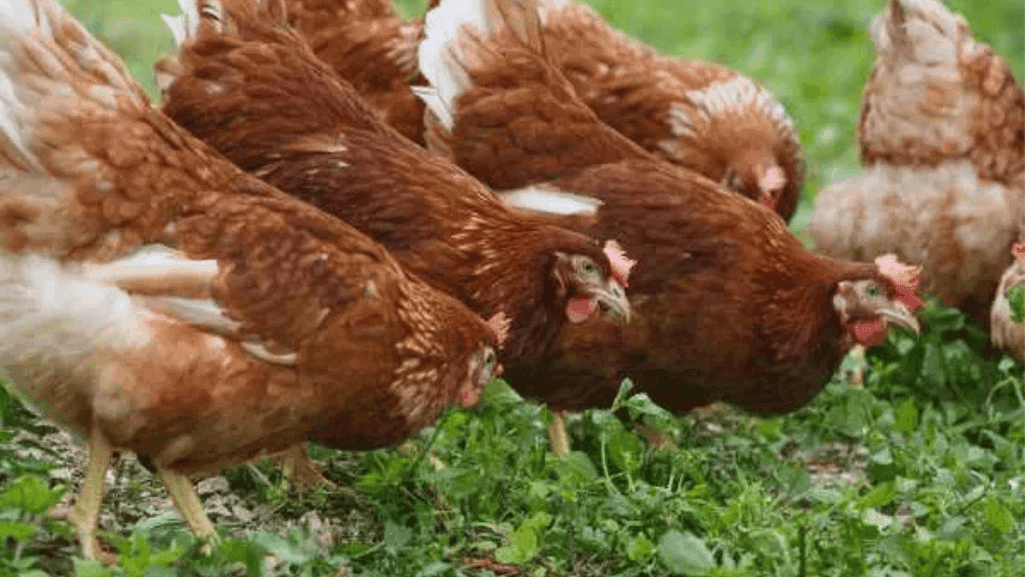 What Type of Animal is Chicken? Bird Classification