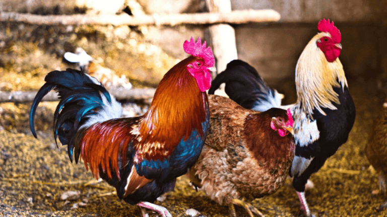 Do Chickens Need a Rooster to Lay Eggs? Expert Insights