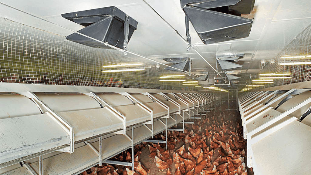 Building the Perfect Backyard Chicken Pen Guide