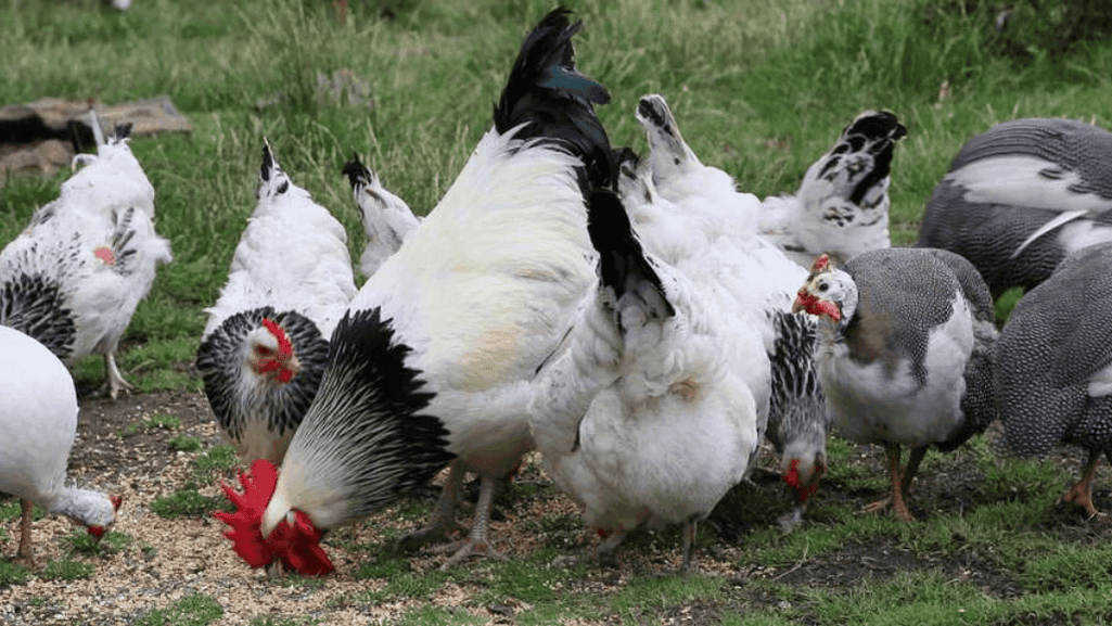 Chicken Color Calculator: Predict Your Hen's Genetics