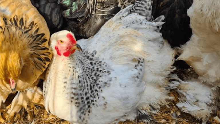 Hhow many chromosomes does a chicken have: A Quick Guide