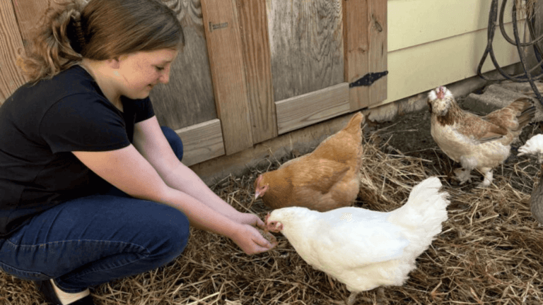 Understanding City Chicken Ordinances Regulations
