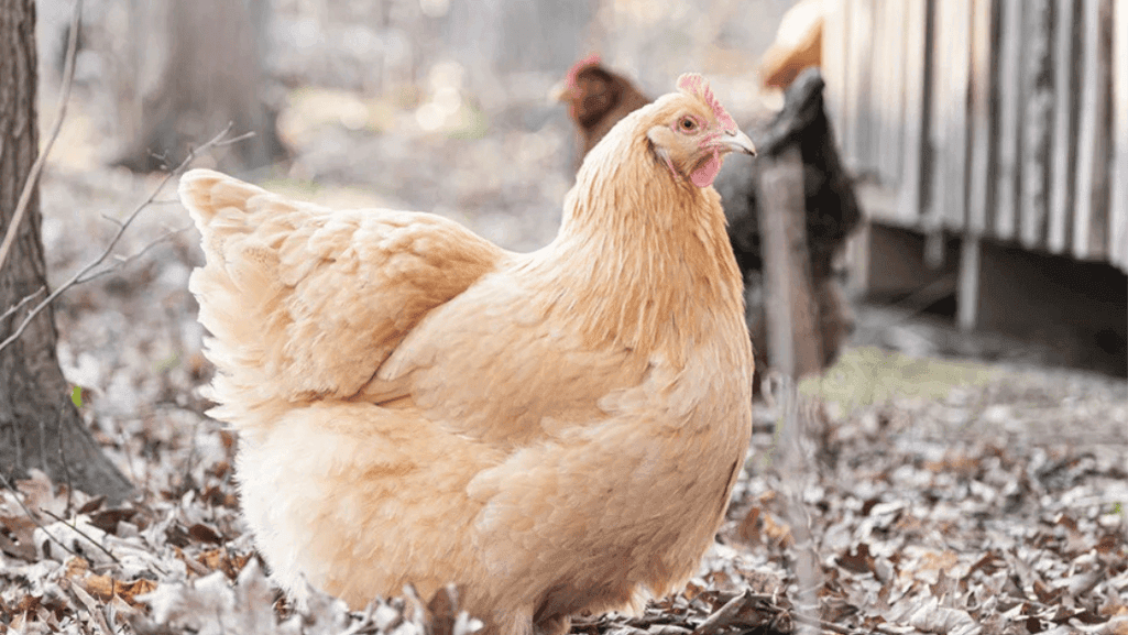 Popular Chicken Breeds: A Complete Guide to Selection
