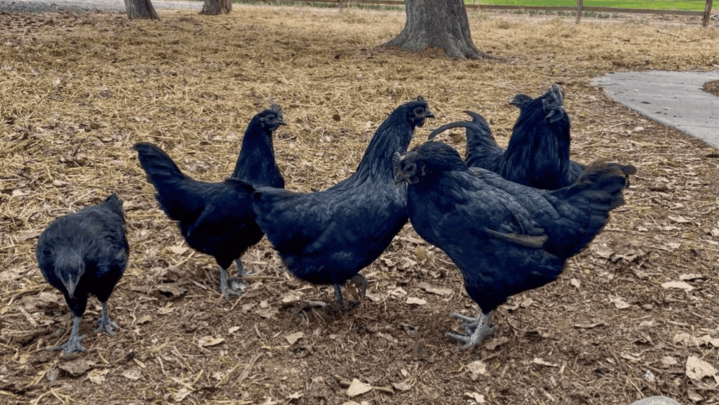 Growing Meat Birds Chickens: Complete Guide to Success