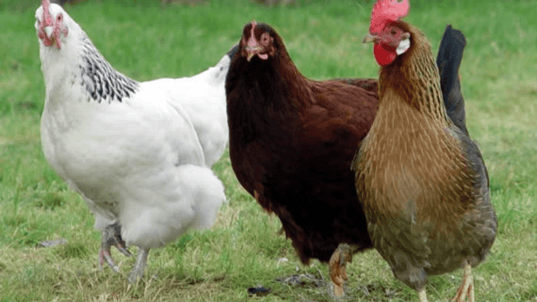 Chicken Color Calculator: Predict Your Hen's Genetics