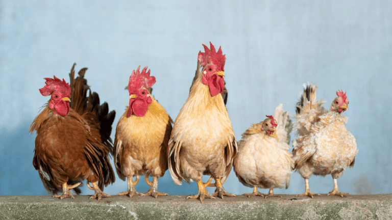 Lifespan of Chickens: How Long Do Chickens Live?