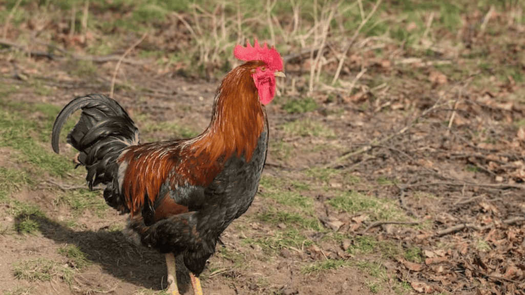 10 Essential Facts About British Chickens: Breeds and Care Tips