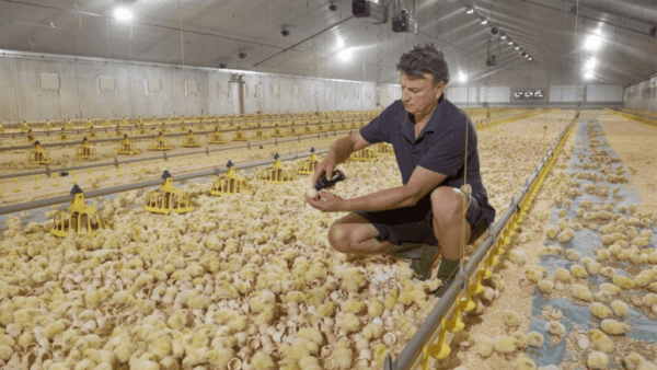 10 Insights on the Age of Chicken: A Dynamic Lifespan Guide